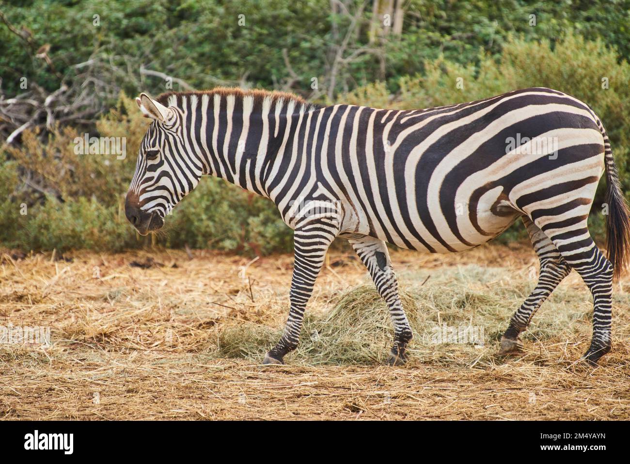 Plains zebra (Equus quagga) standing in the dessert, captive ...