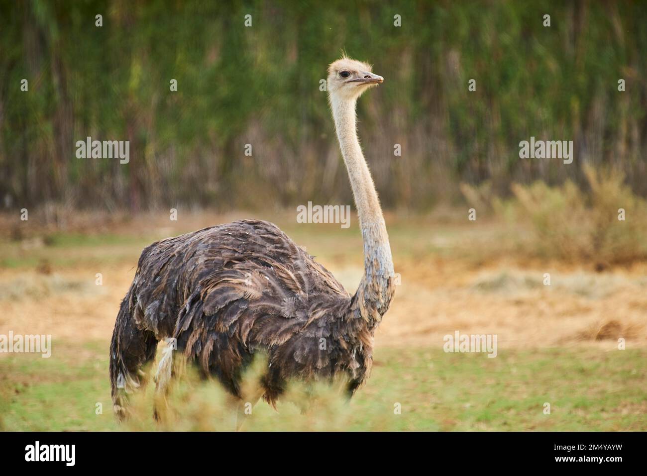 Female Common ostrich (Struthio camelus) in the dessert, captive ...