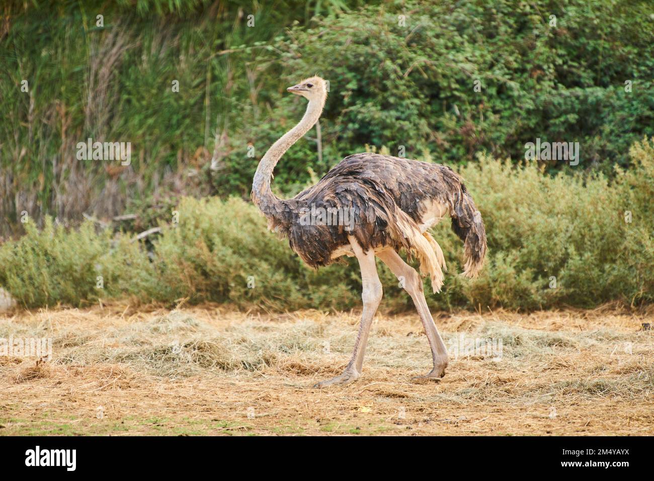 Female Common ostrich (Struthio camelus) in the dessert, captive ...