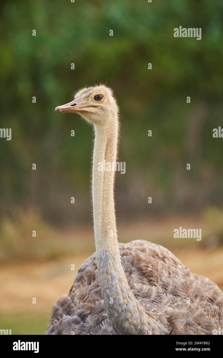 Female Common ostrich (Struthio camelus) in the dessert, captive ...