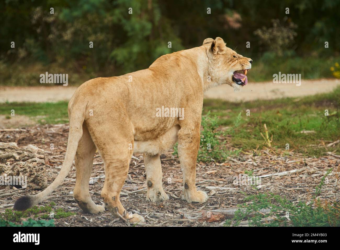 Female Lion (Panthera leo), standing on the ground and hissing, captive ...