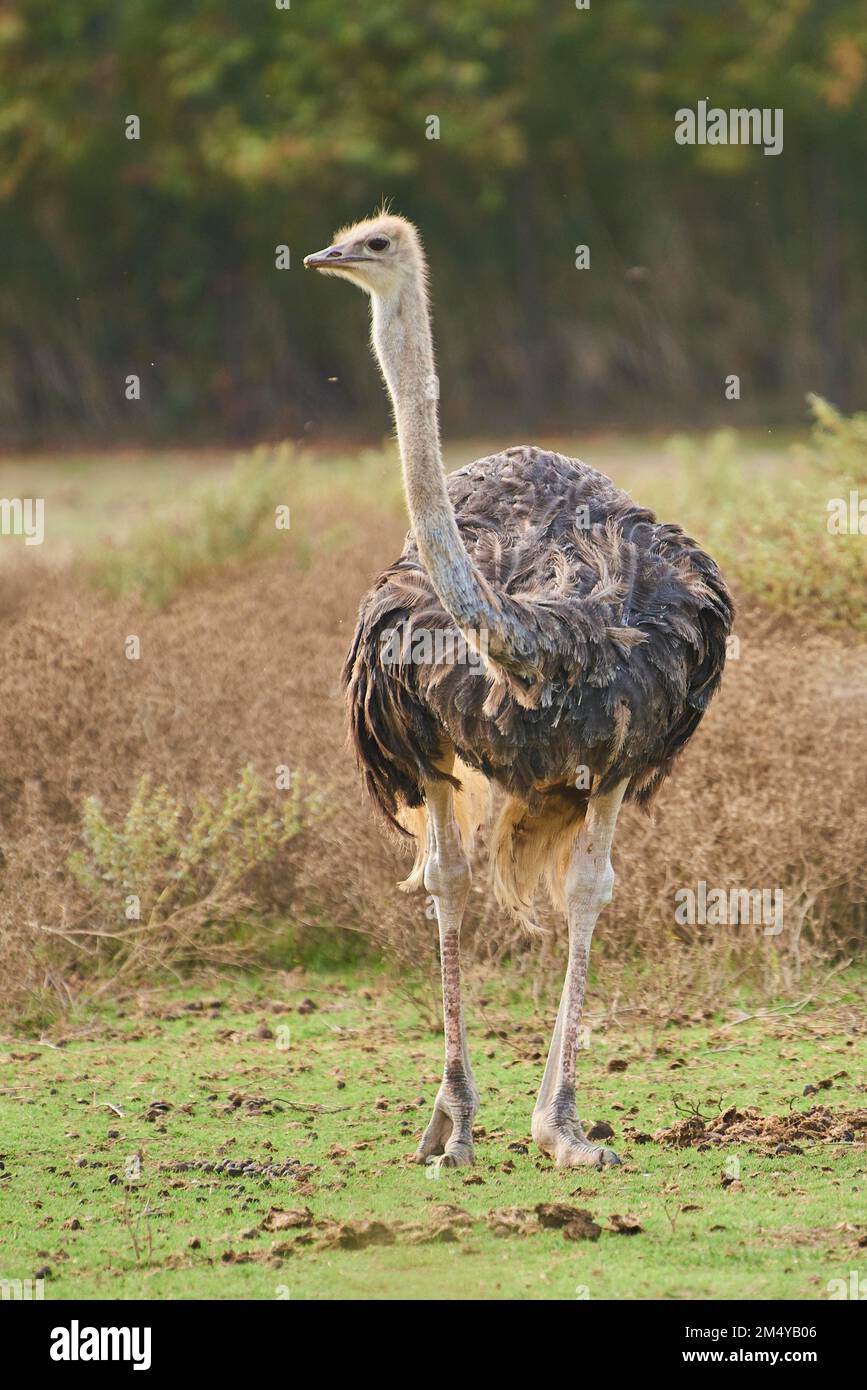 Female Common ostrich (Struthio camelus) in the dessert, captive ...