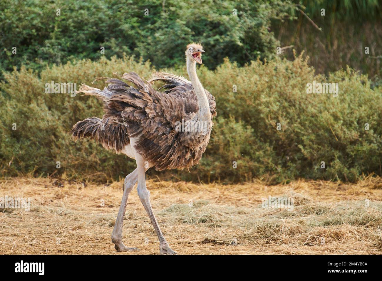 Female Common ostrich (Struthio camelus) in the dessert, captive ...