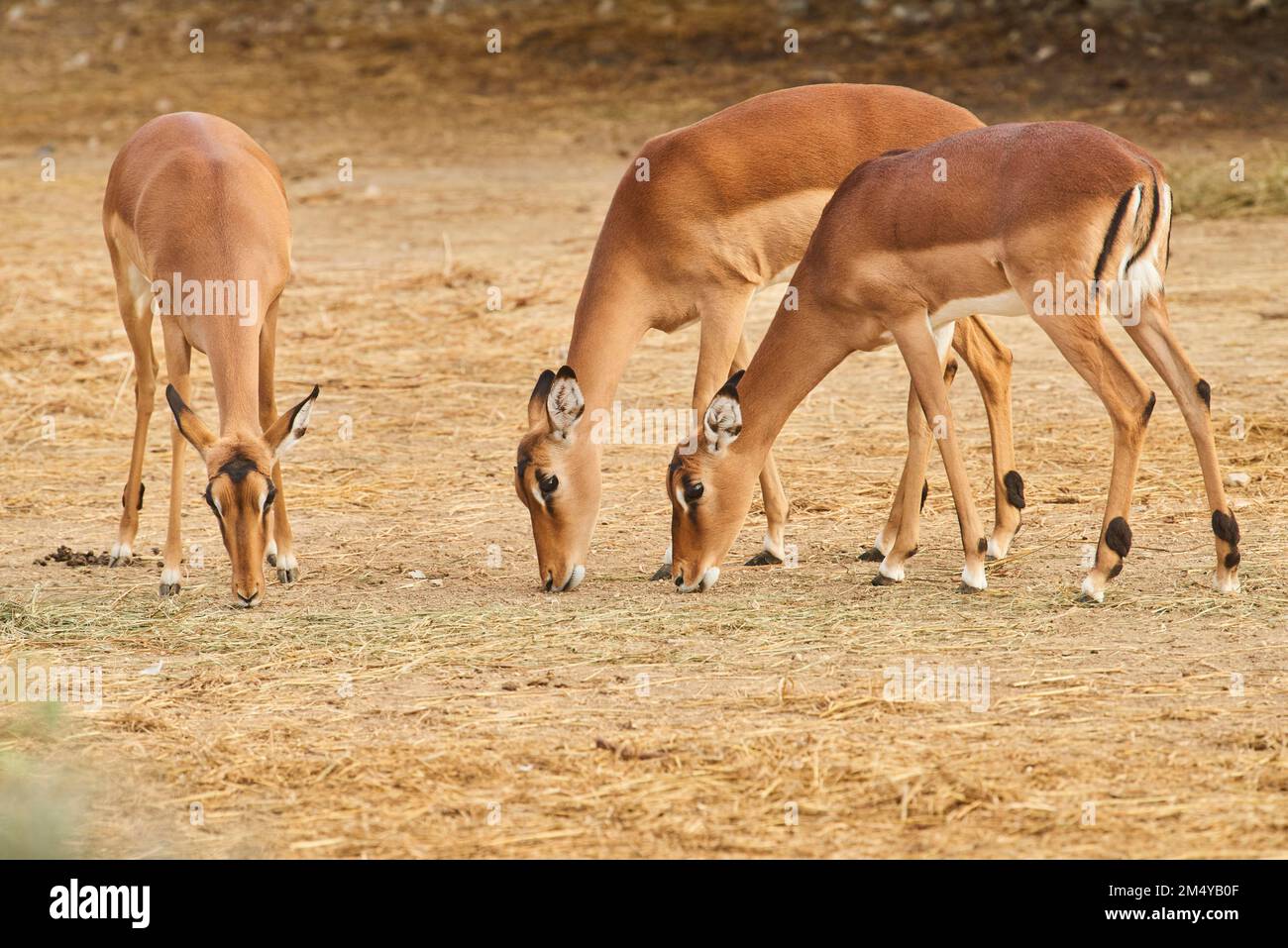 Three Female Impala (Aepyceros melampus) in the dessert, captive ...