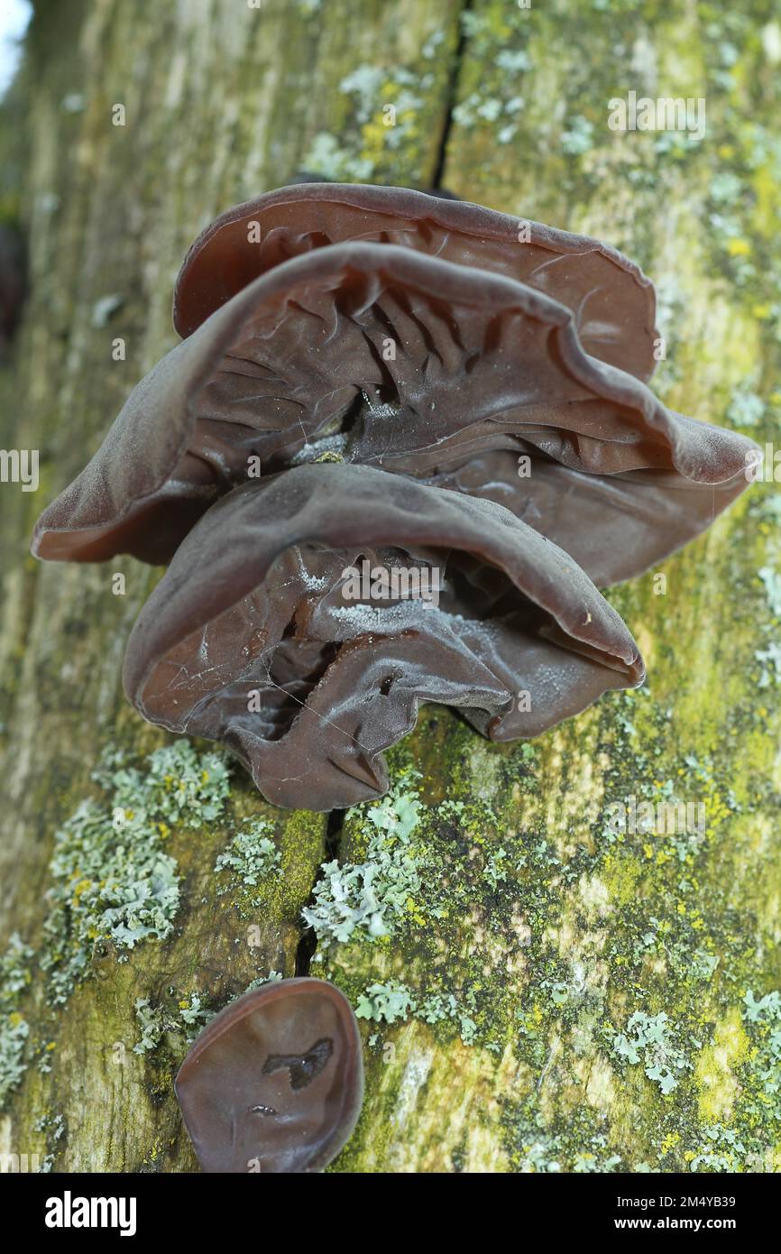 Mushroom, judas ear (Auricularia auricula-judae) growing on elder ...