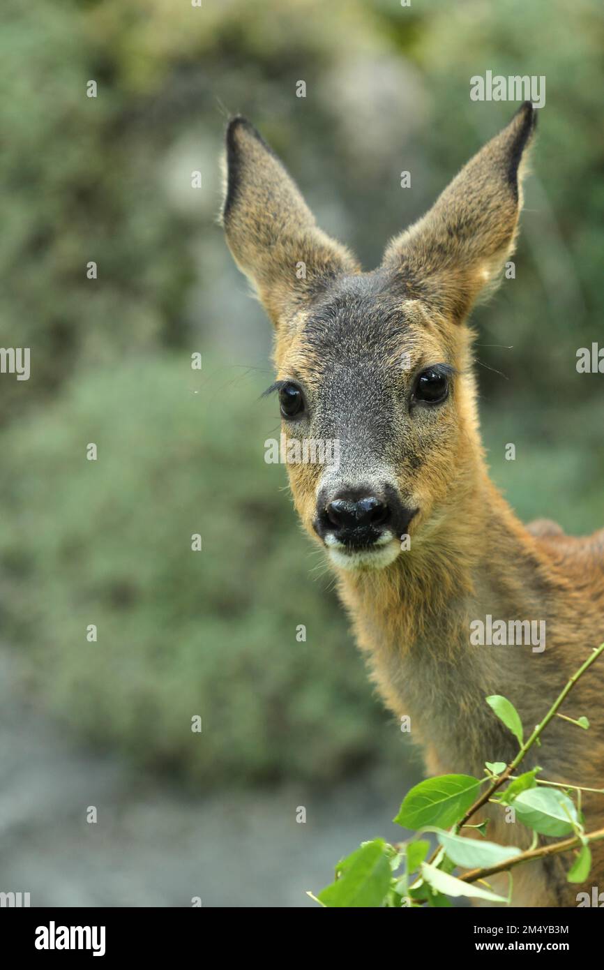 European roe deer (Capreolus capreolus) Portrait of a fawn about 10 ...
