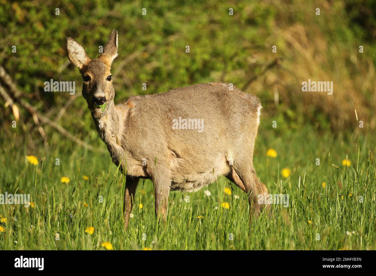 Roe deer (Capreolus capreolus) high pregnant doe, Allgaeu, Bavaria ...