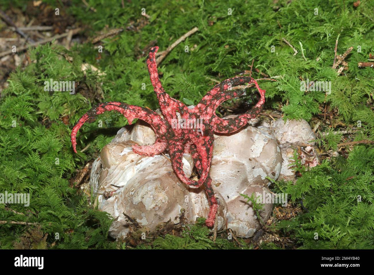 Mushroom, squid fungus (Clathrus archeri) red fruiting body grows from ...