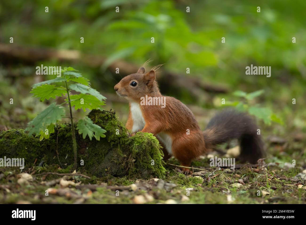 Red squirrel (Sciurus vulgaris) adult animal in a woodland, Yorkshire ...
