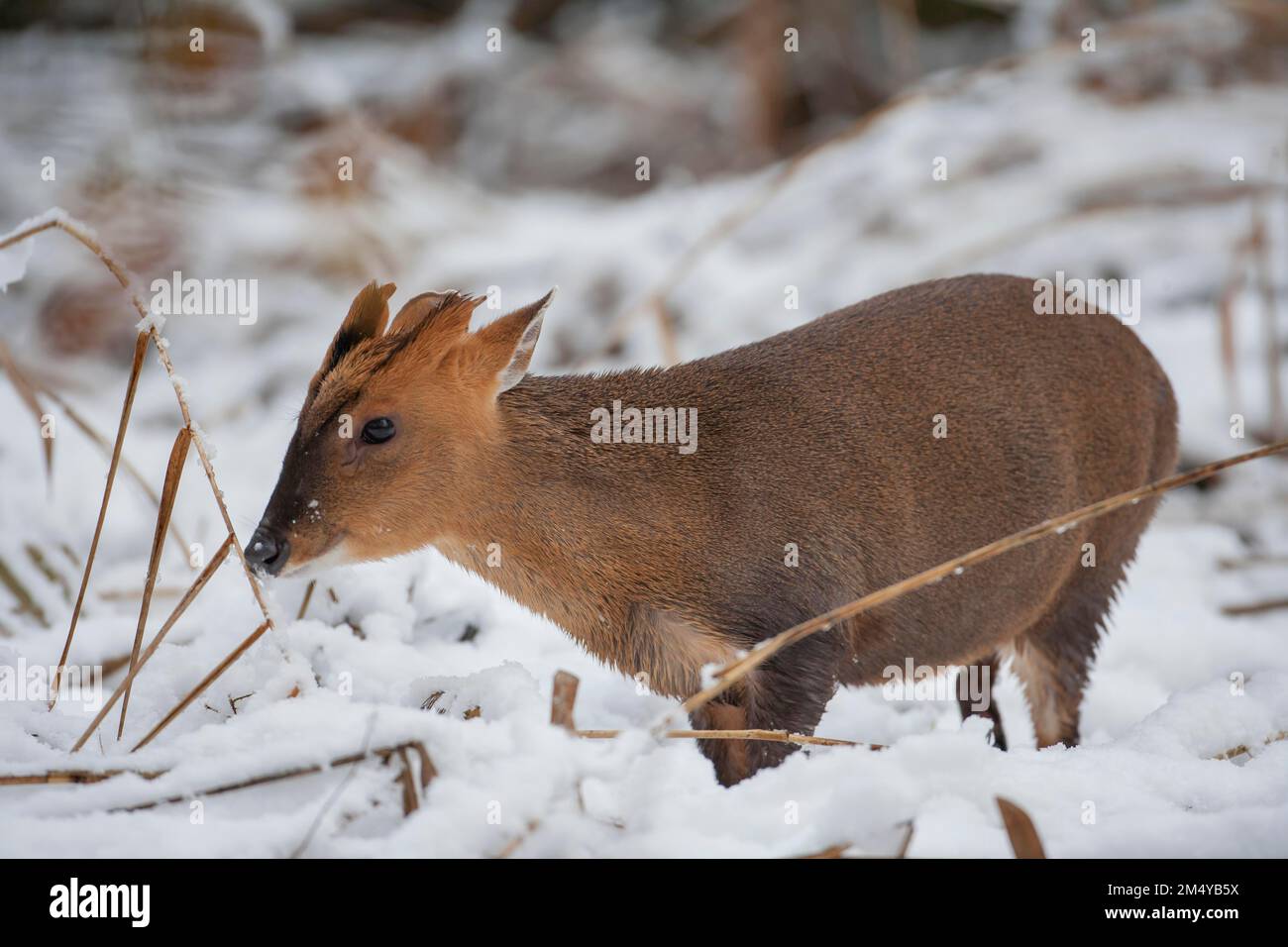 Muntjac (Muntiacus reevesi) deer adult in a snow covered woodland ...