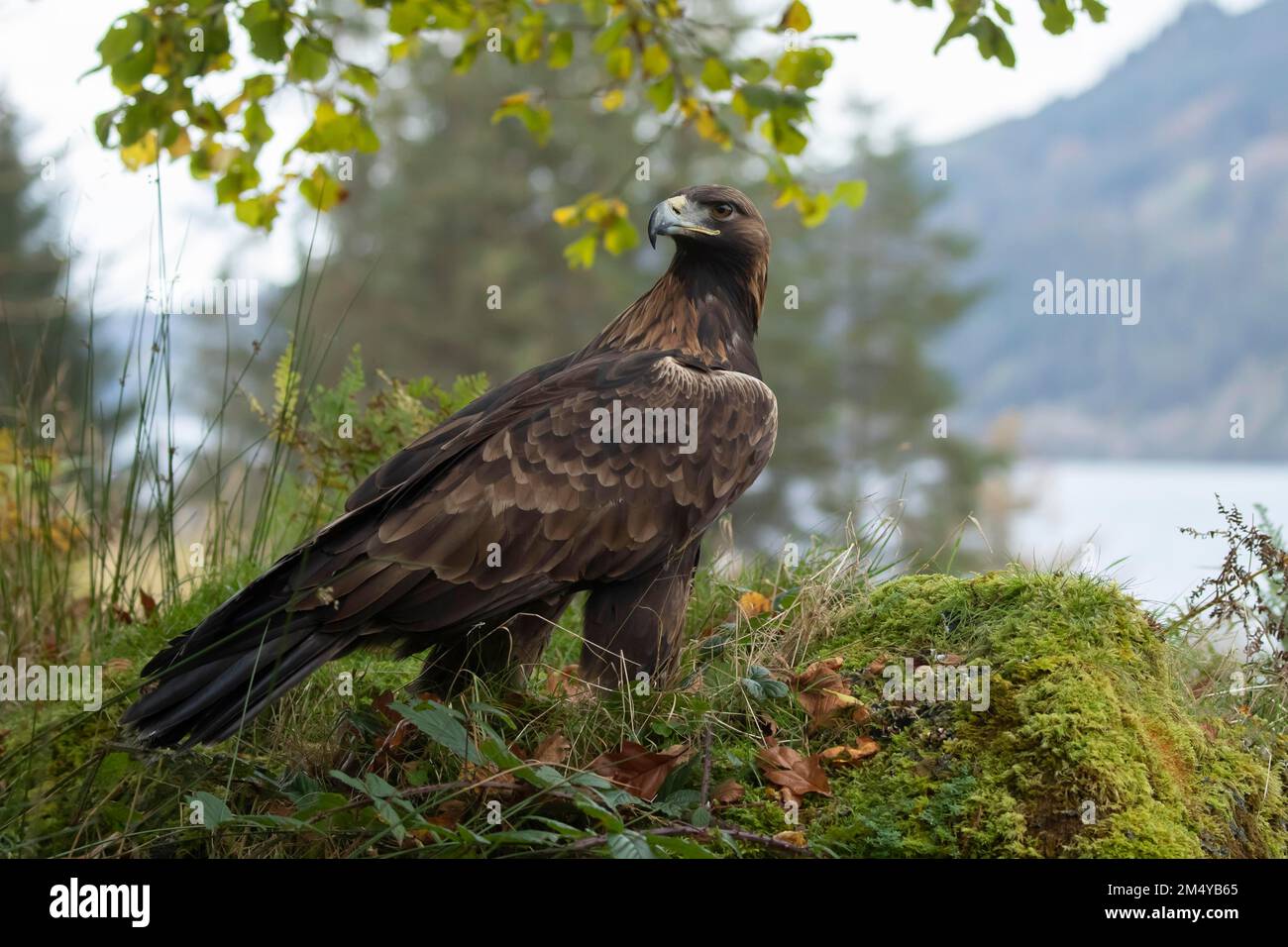 Golden eagle (Aquila chrysaetos) adult bird in a forest, Scotland ...