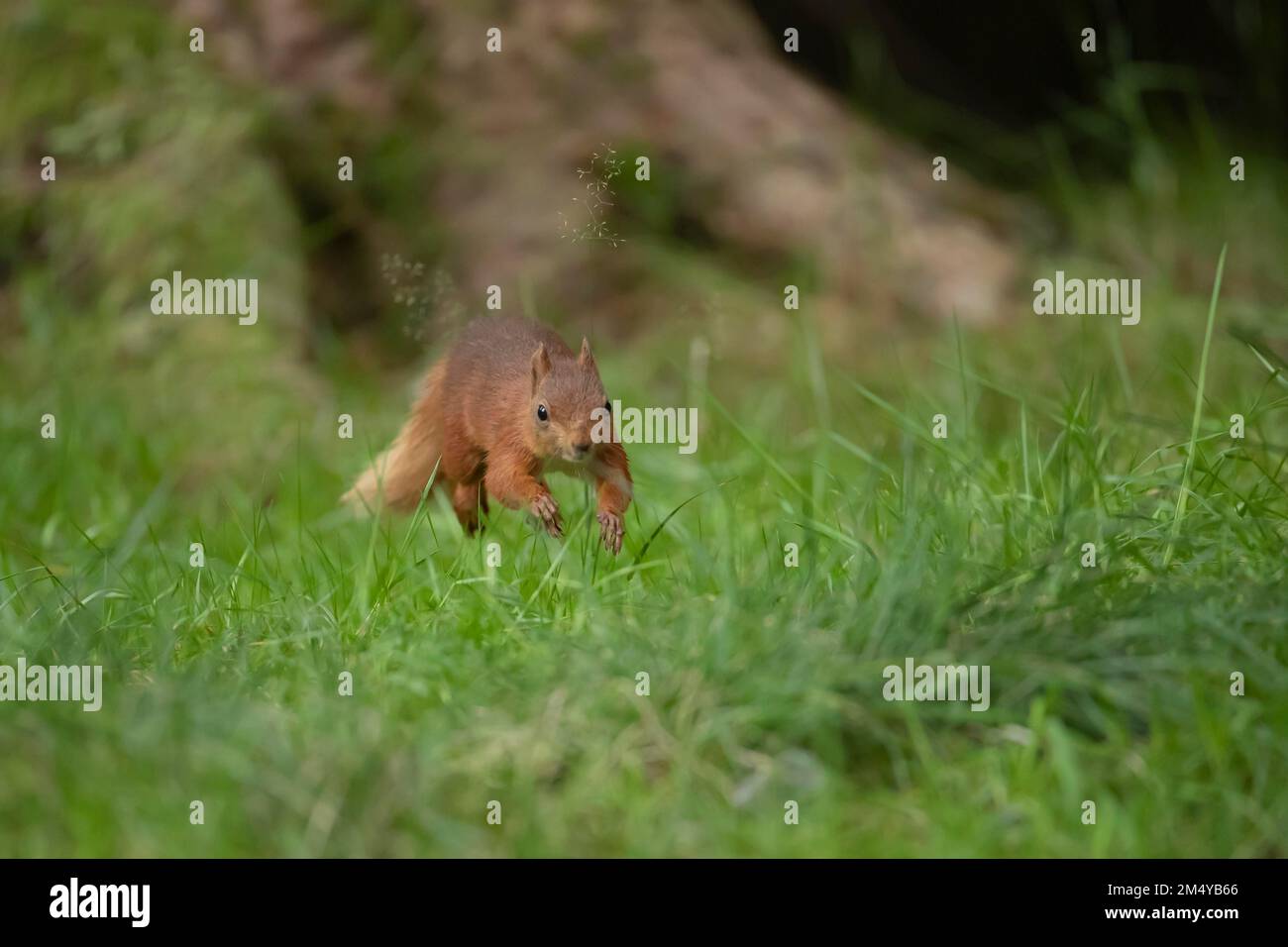 Red squirrel (Sciurus vulgaris) adult animal running through grass in a ...