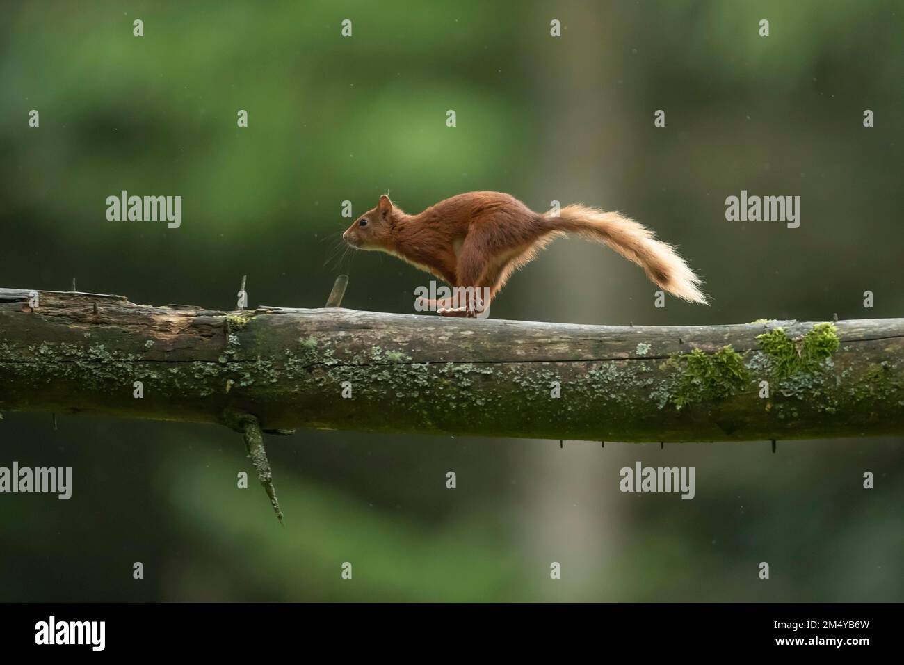 Red squirrel (Sciurus vulgaris) adult animal running along a tree ...