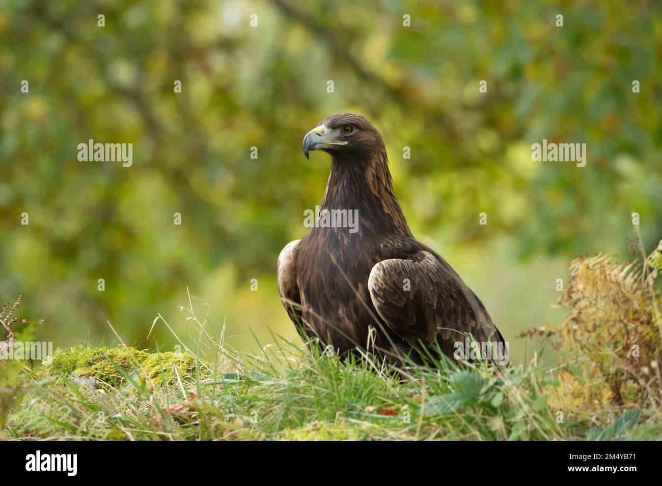 Golden eagle (Aquila chrysaetos) adult bird sitting in a forest ...
