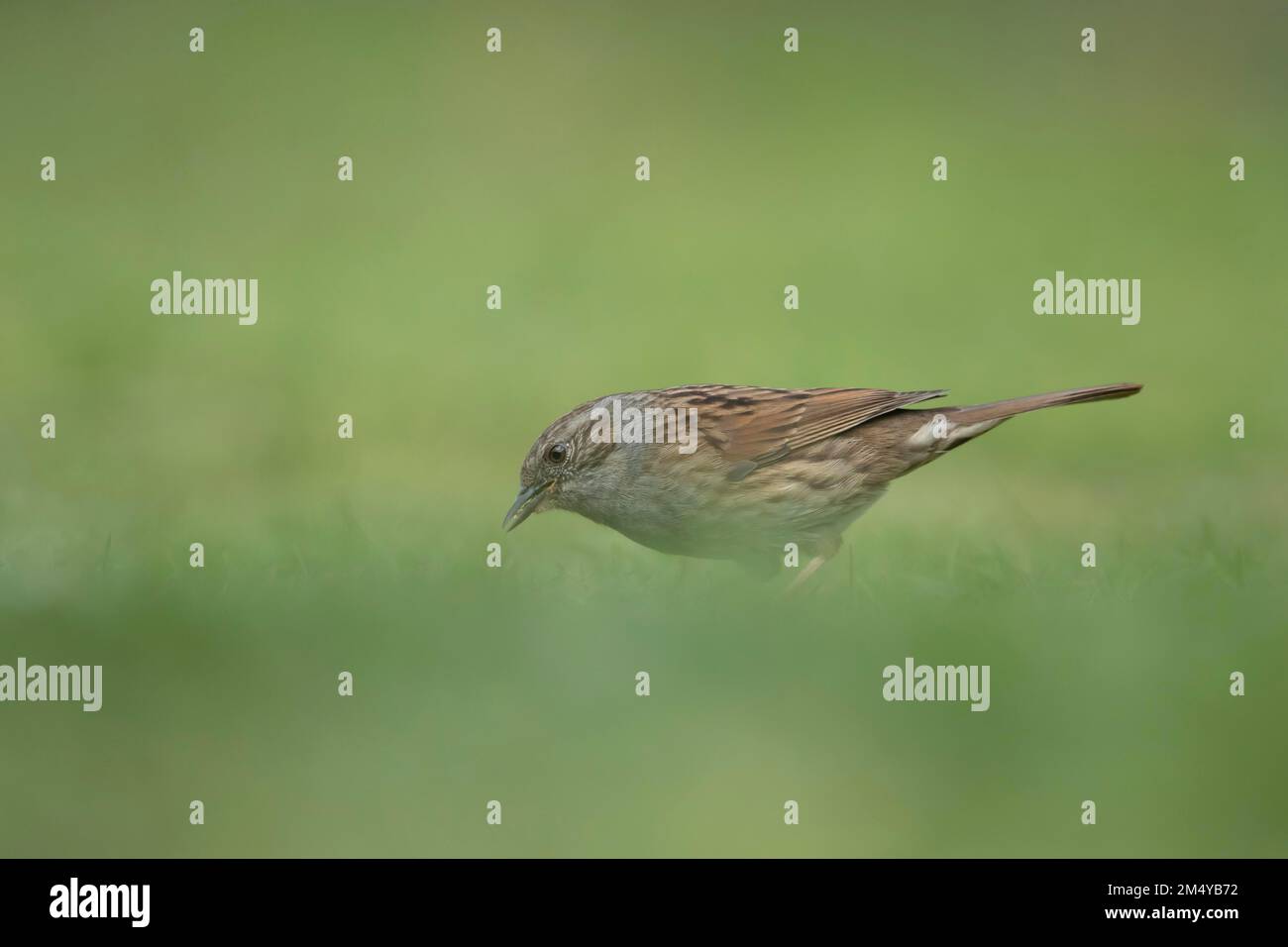 Dunnock or Hedge sparrow (Prunella modularis) adult bird on grassland ...