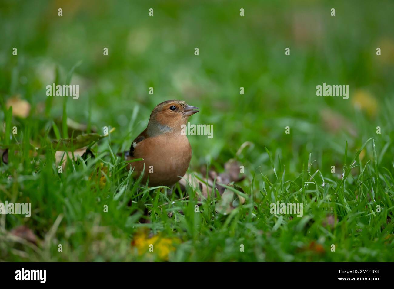Common chaffinch (Fringilla coelebs) adult bird on a garden lawn, Kent ...