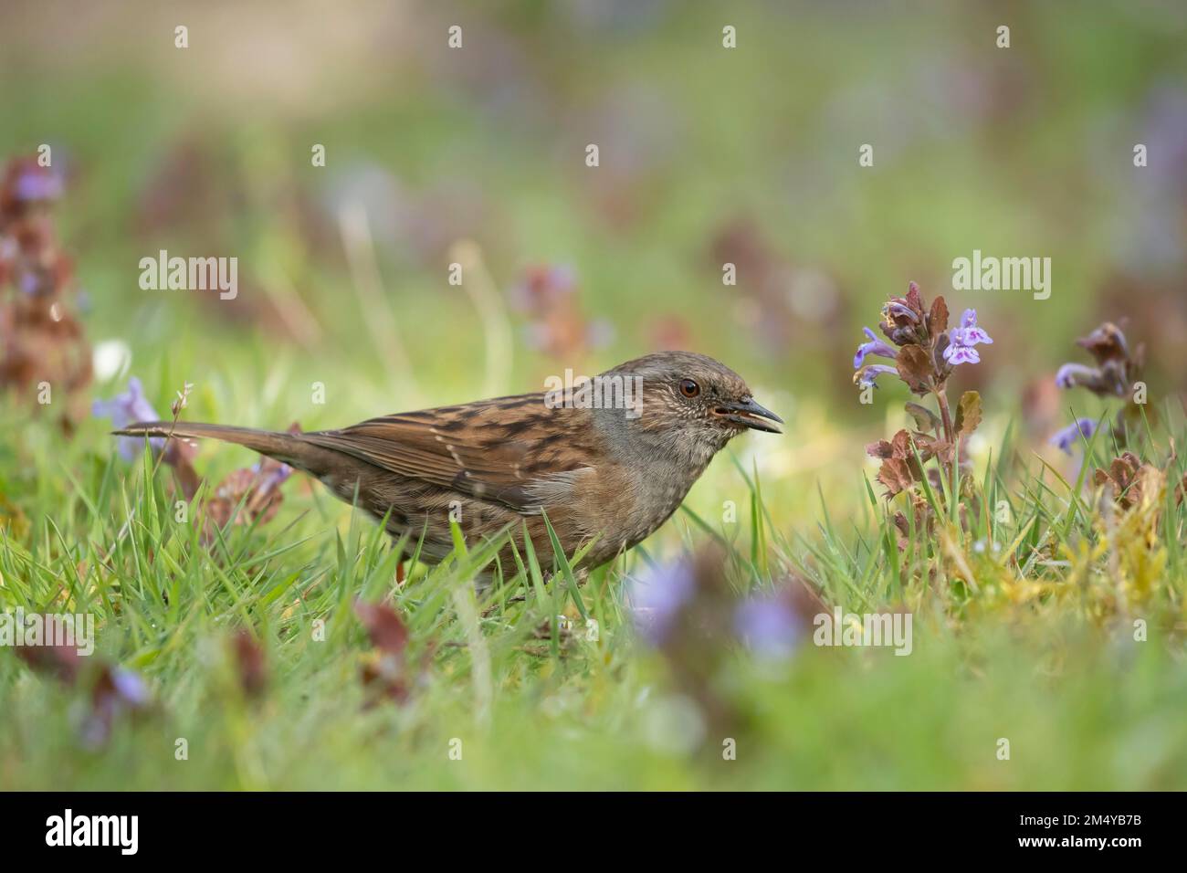 Dunnock or Hedge sparrow (Prunella modularis) adult bird on grassland ...