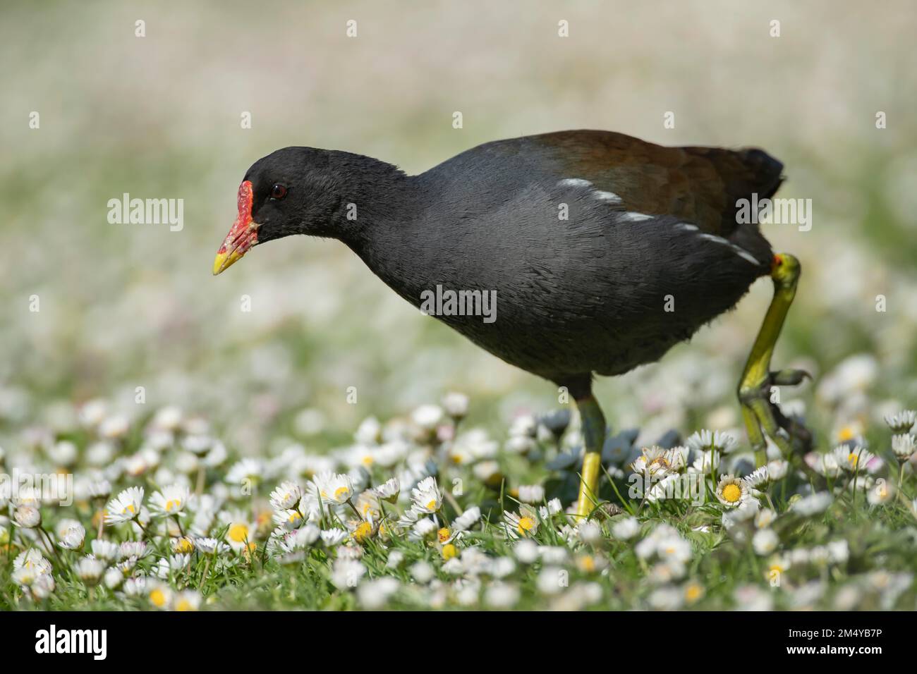 Common moorhen (Gallinula chloropus) adult bird walking through a ...