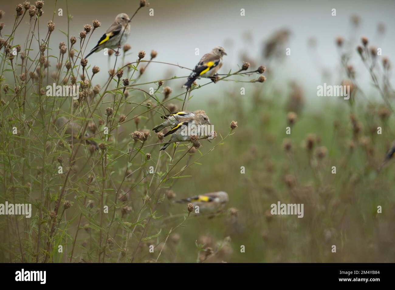 European goldfinch (Carduelis carduelis) juvenile birds on Knapweed ...