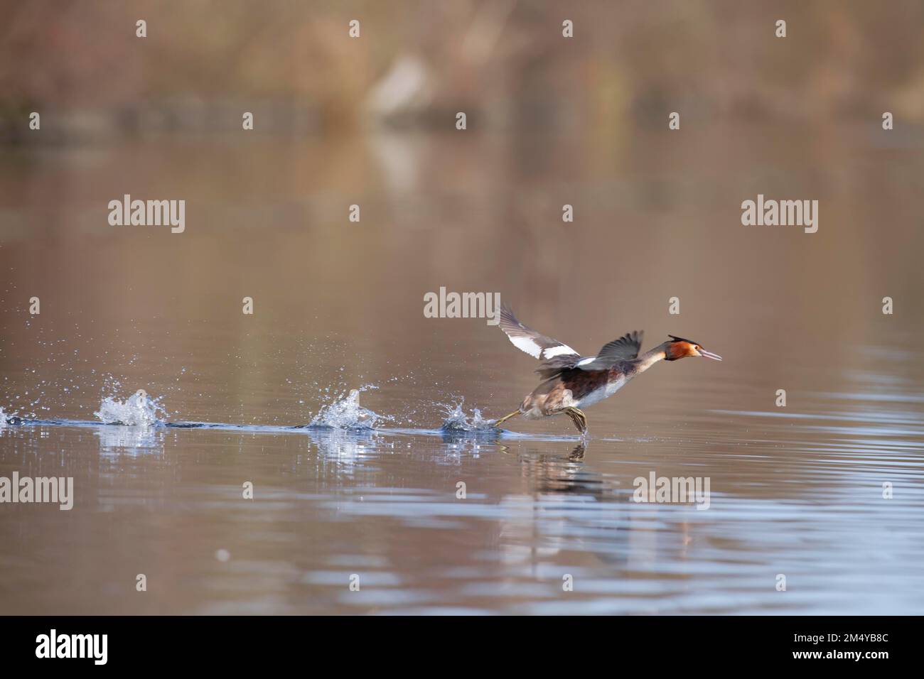 Great crested grebe (Podiceps cristatus) adult bird running on water ...