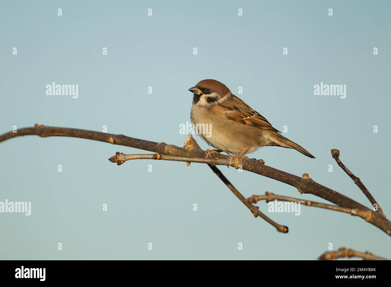 Tree sparrow (Passer montanus) adult male bird on a tree branch ...