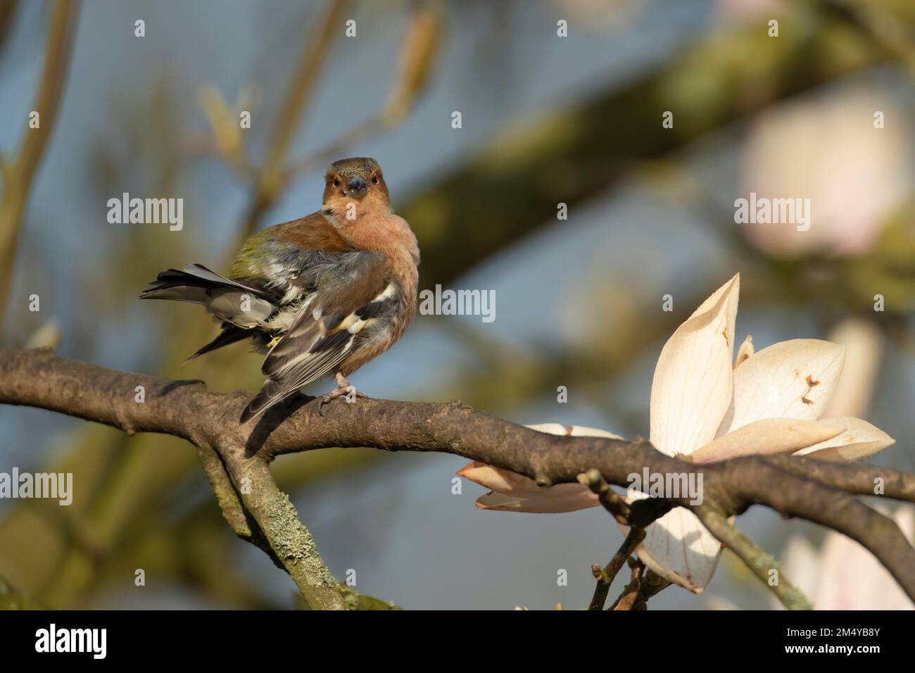 Common chaffinch (Fringilla coelebs) adult bird on a garden Magnolia ...