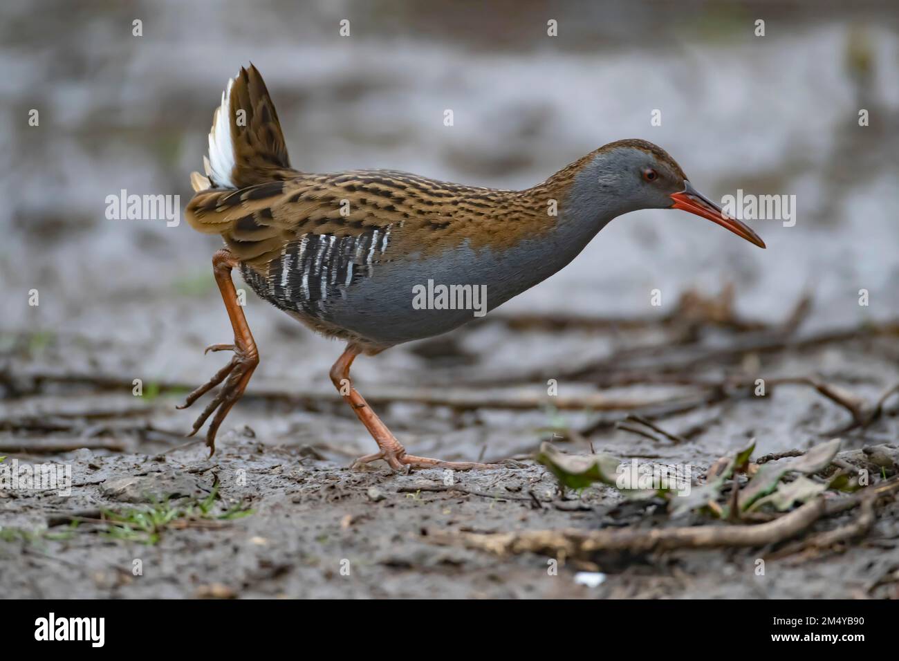 Water rail (Rallus aquaticus) adult bird walking on mud ...