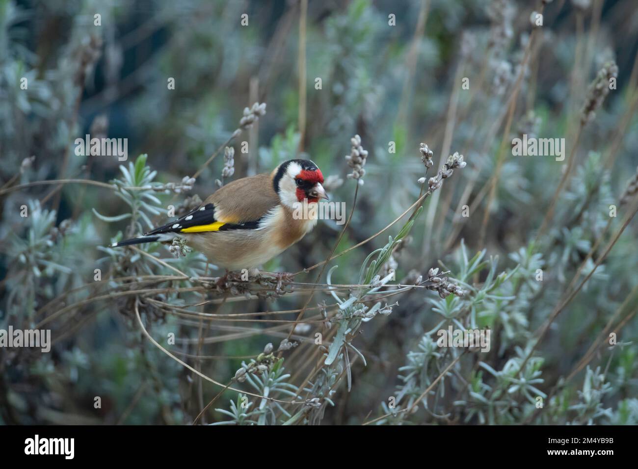 European goldfinch (Carduelis carduelis) adult bird on Lavender plant ...