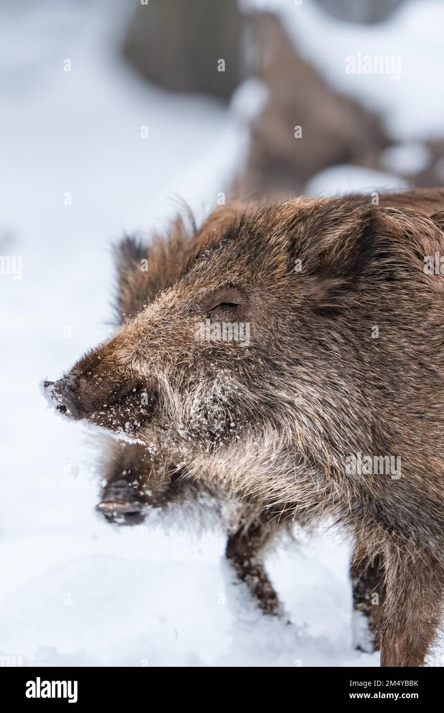 Wild boar in the snow, Black Forest, Germany Stock Photo - Alamy