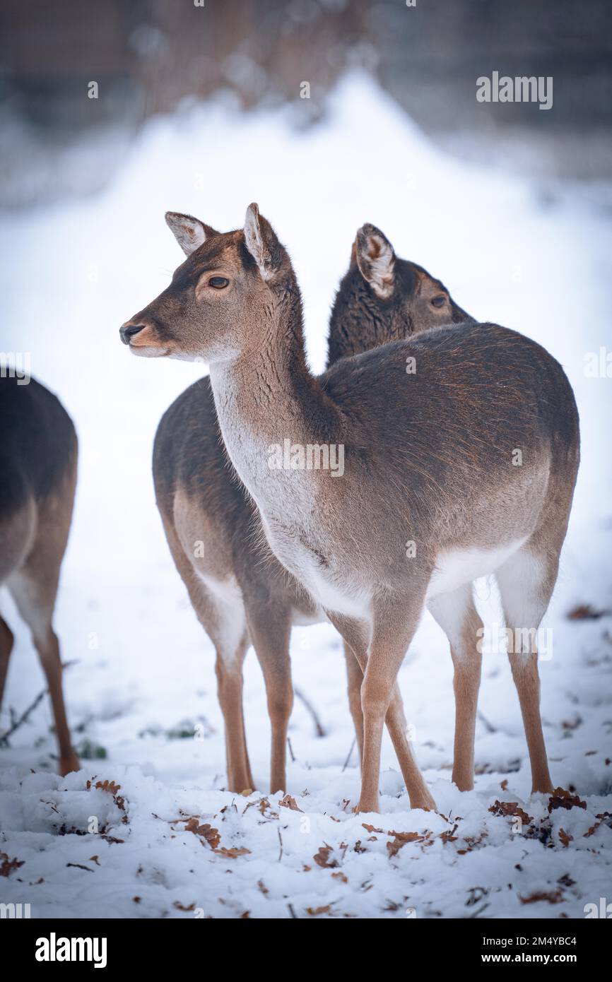 Deer in the snow, Black Forest, Germany Stock Photo - Alamy