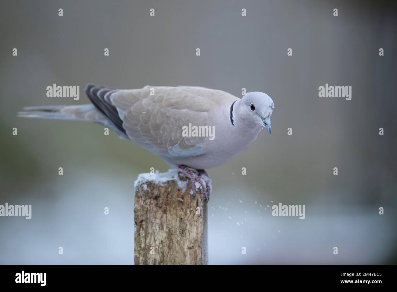 Adult collared dove hi-res stock photography and images - Alamy