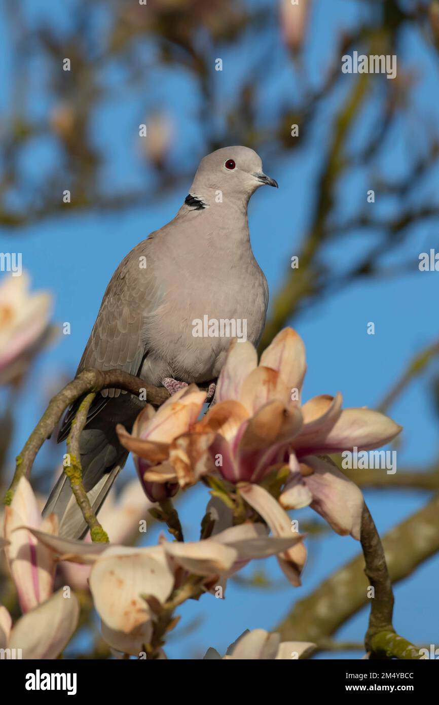 Eurasian collared dove (Streptopelia decaocto) adult bird in a ...