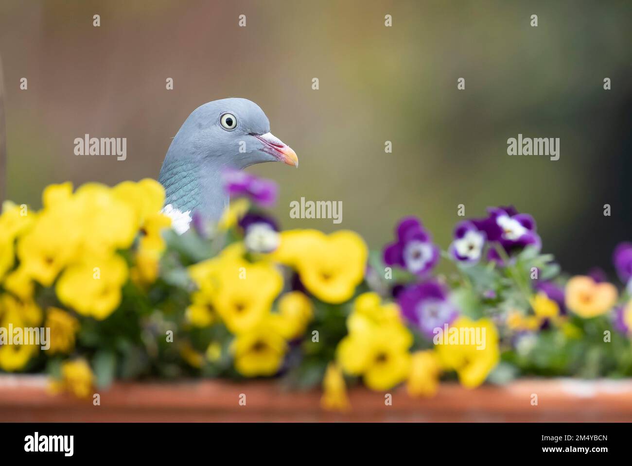 Wood pigeon (Columba palumbus) adult bird in a garden flower tub with ...