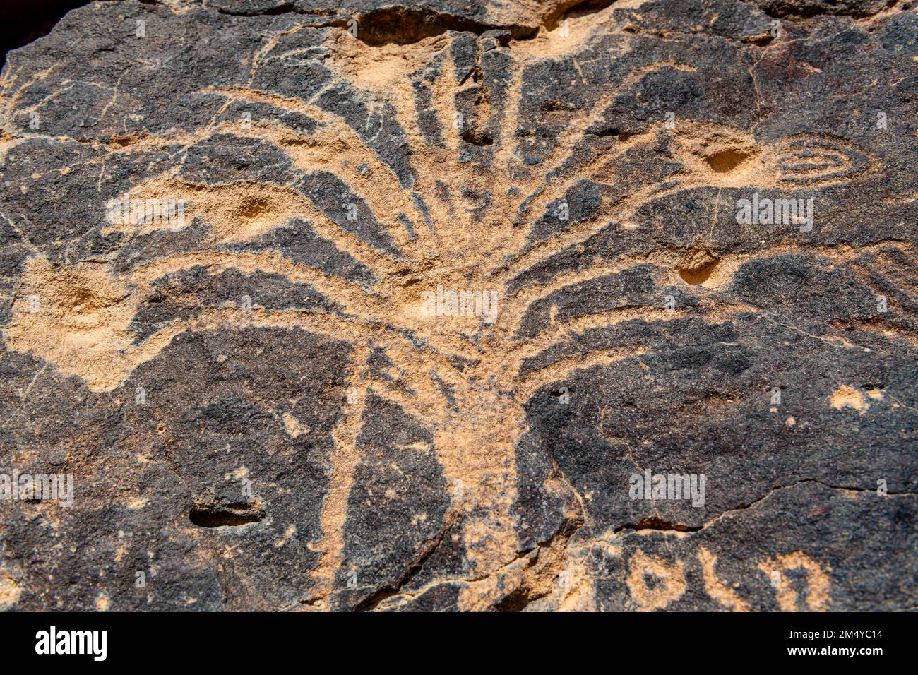 Rock carvings, Unesco site Bir Hima Rock Petroglyphs and Inscriptions ...