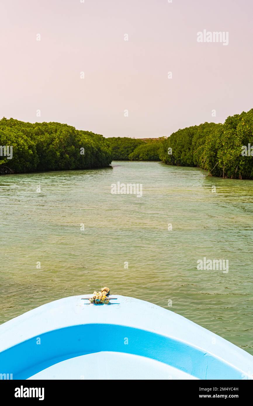 Mangrove forest, Farasan islands, Kingdom of Saudi Arabia Stock Photo ...