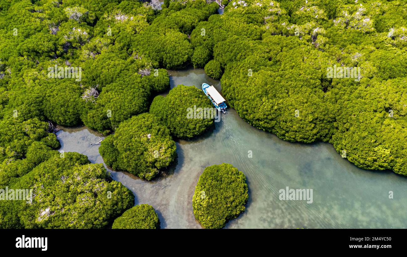 Aerial of the Mangrove forest, Farasan islands, Kingdom of Saudi Arabia ...