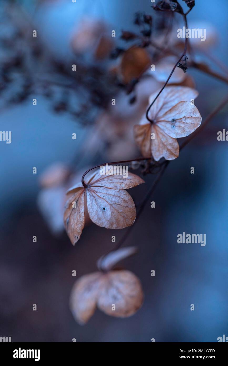 Close up faded hydrangea hi-res stock photography and images - Alamy