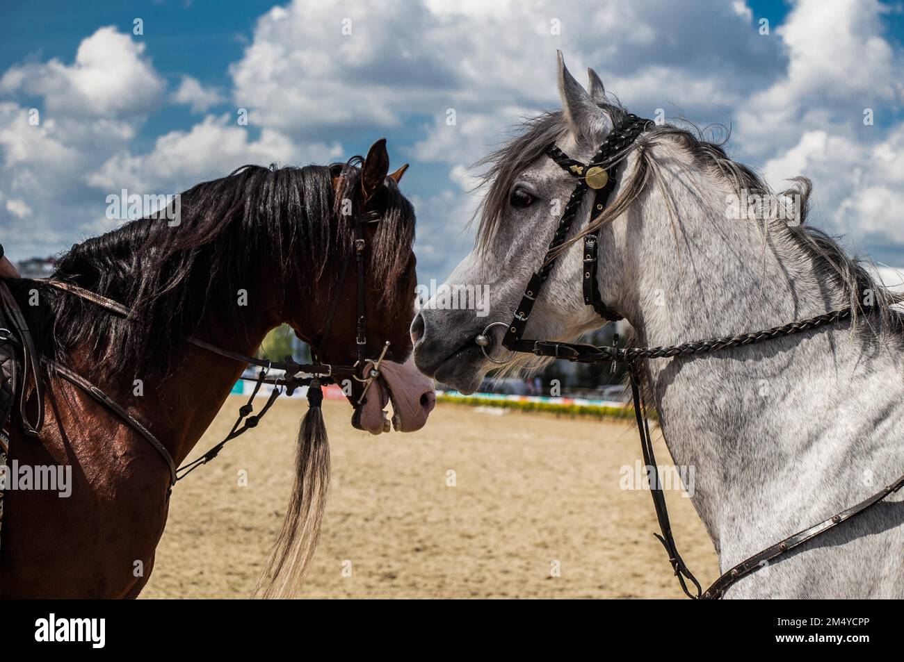 Portrait of dark palomino horse. Horse head with long mane in profile ...