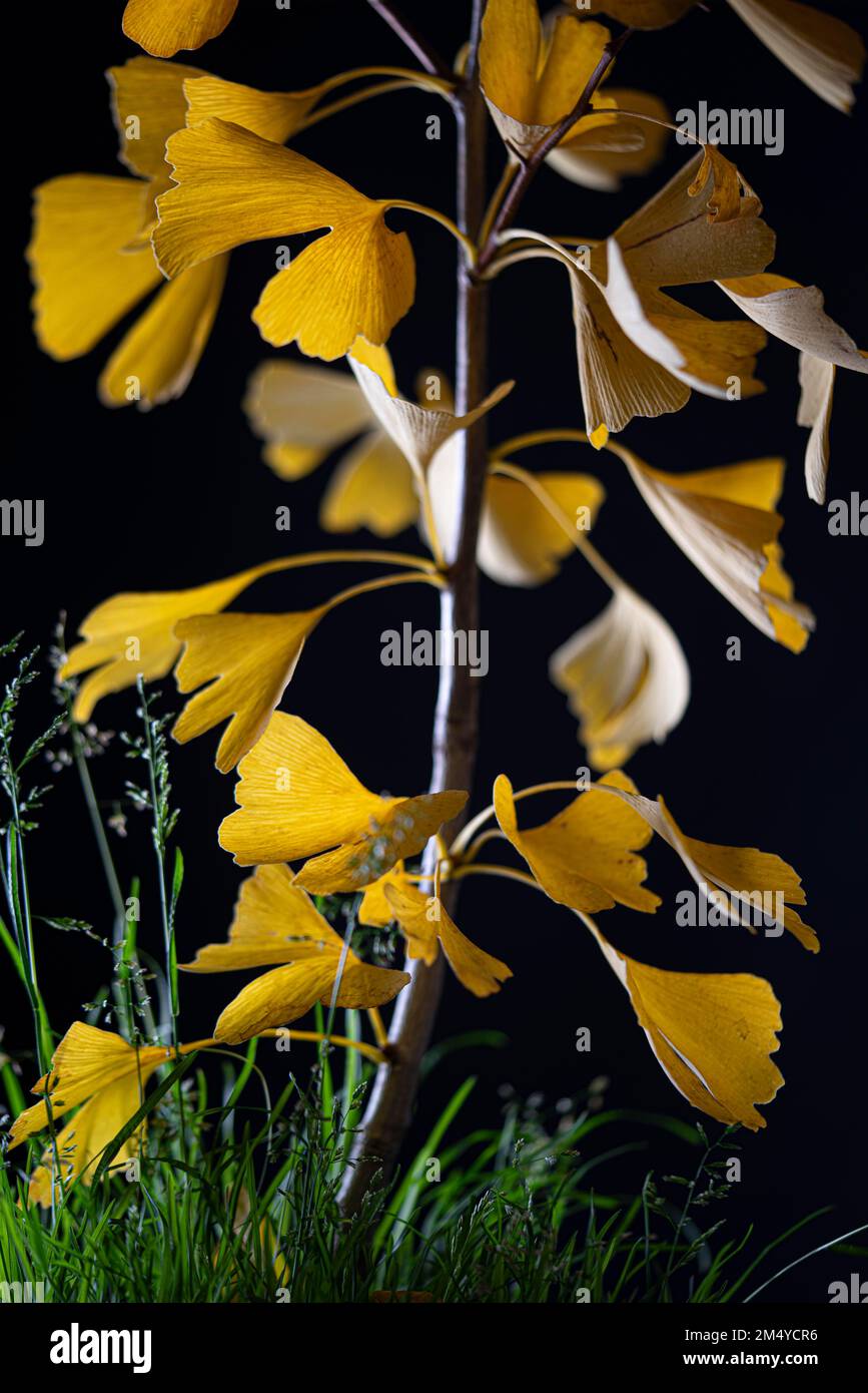 Ginkgo (Ginkgo biloba), autumn colouring Stock Photo - Alamy