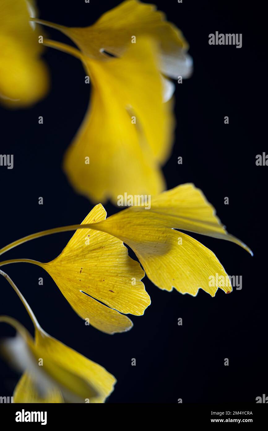 Ginkgo (Ginkgo biloba), autumn colouring Stock Photo - Alamy