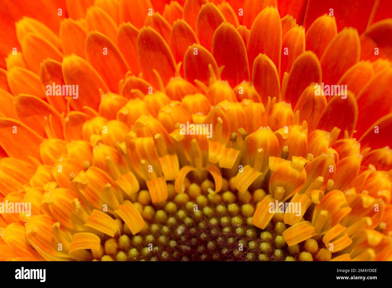 Beautiful colorful natural spring flowers in macro view Stock Photo - Alamy