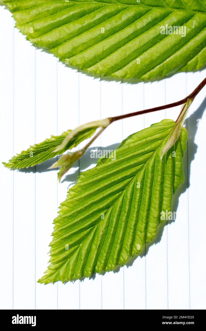 Leaves in hand over a notebook page Stock Photo - Alamy