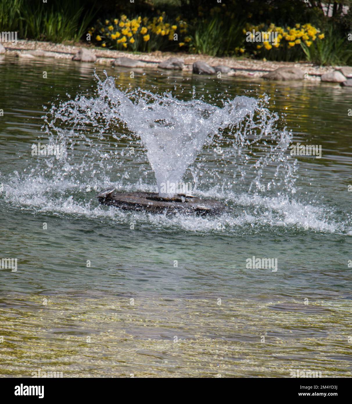The fountains gushing sparkling water in a pool in a park Stock Photo ...