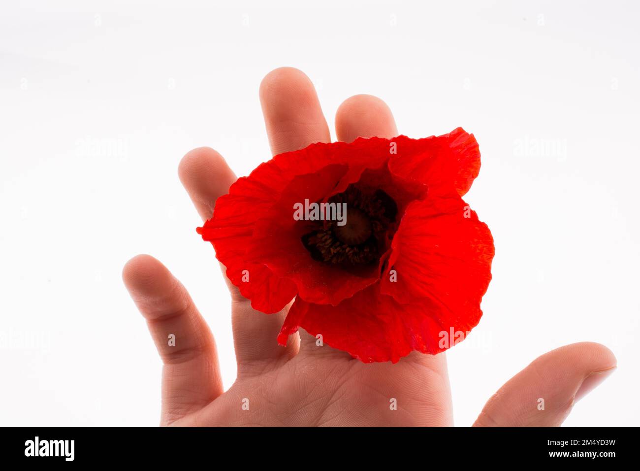 Hand holding a Red Poppy on a white background Stock Photo - Alamy