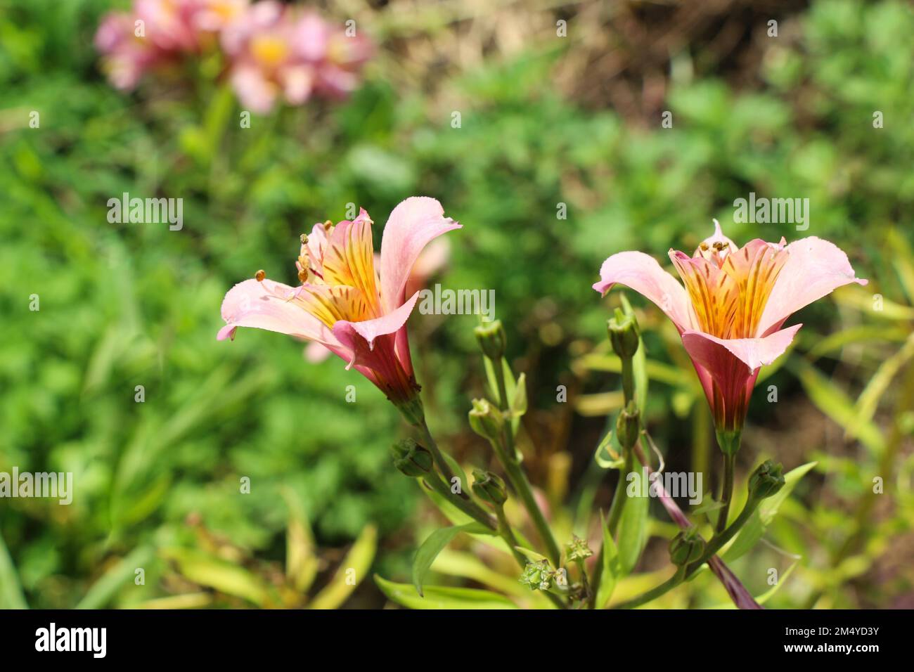 Beautiful fresh lily flowers in nature background Stock Photo - Alamy