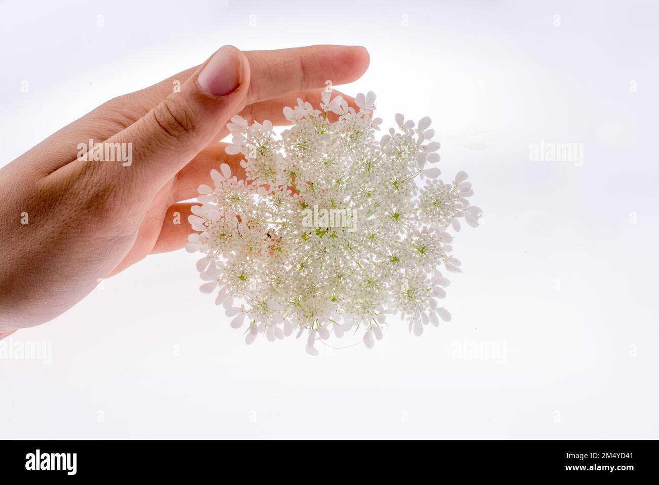 Hand holding A White Flower on a white background Stock Photo - Alamy