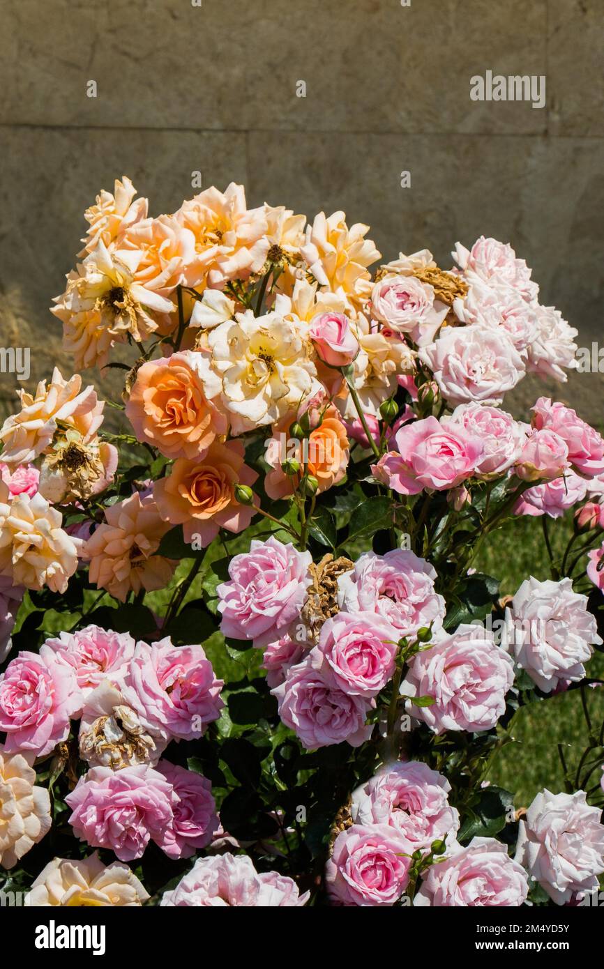 Blooming beautiful bunch of roses in spring garden Stock Photo - Alamy