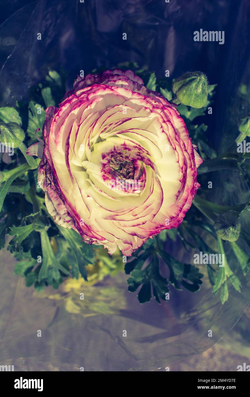Beautiful view blooming flower hi-res stock photography and images - Alamy