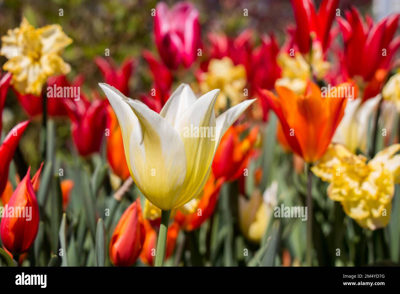 Tulip Flowers Blooming in Spring Season Stock Photo - Alamy