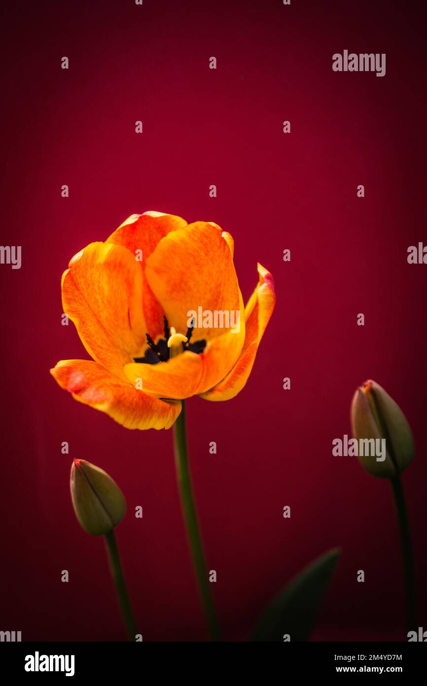Colorful tulip flower bloom with a colorful background Stock Photo - Alamy